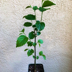 Japanese Hackberry Tree celtis Sinensis 2 Pot - Etsy