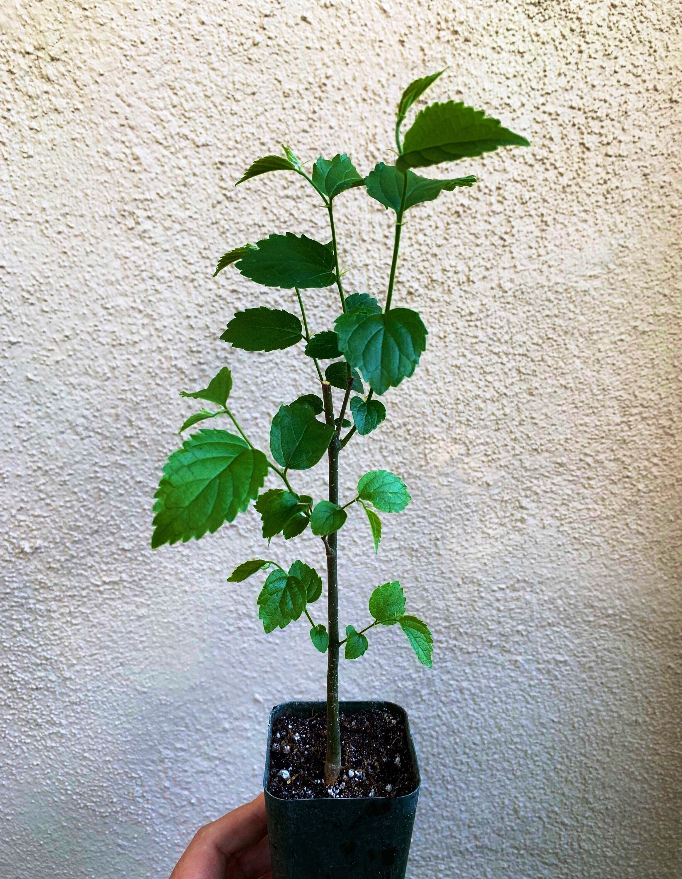 Japanese Hackberry Tree celtis Sinensis 2 Pot - Etsy