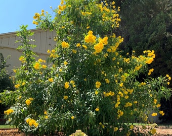 Yellow Bells tecoma Stans Plant Yellow Bells Yellow Trumpetbush Live ...