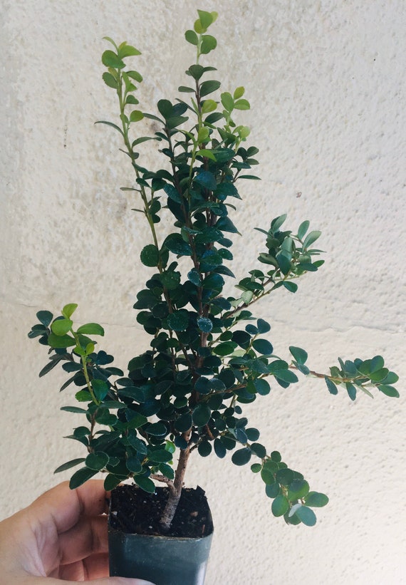 Myrsine Africana African Boxwood 2 inch pot | Etsy
