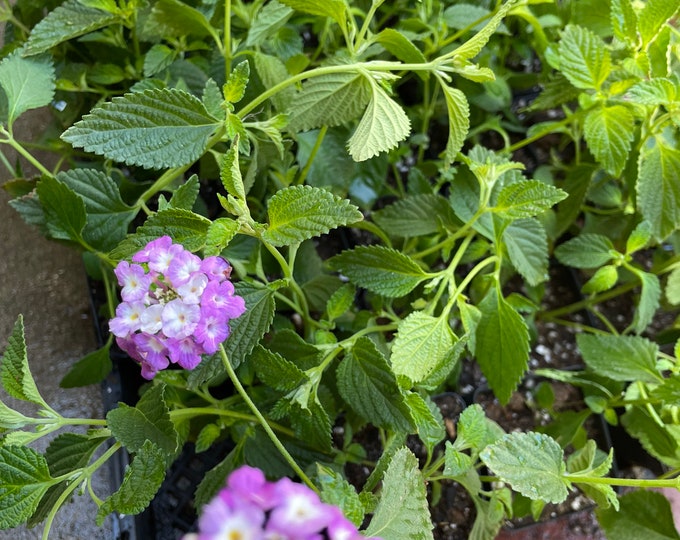 Purple Lantana Lantana Montevidensis 20 Seeds - Etsy