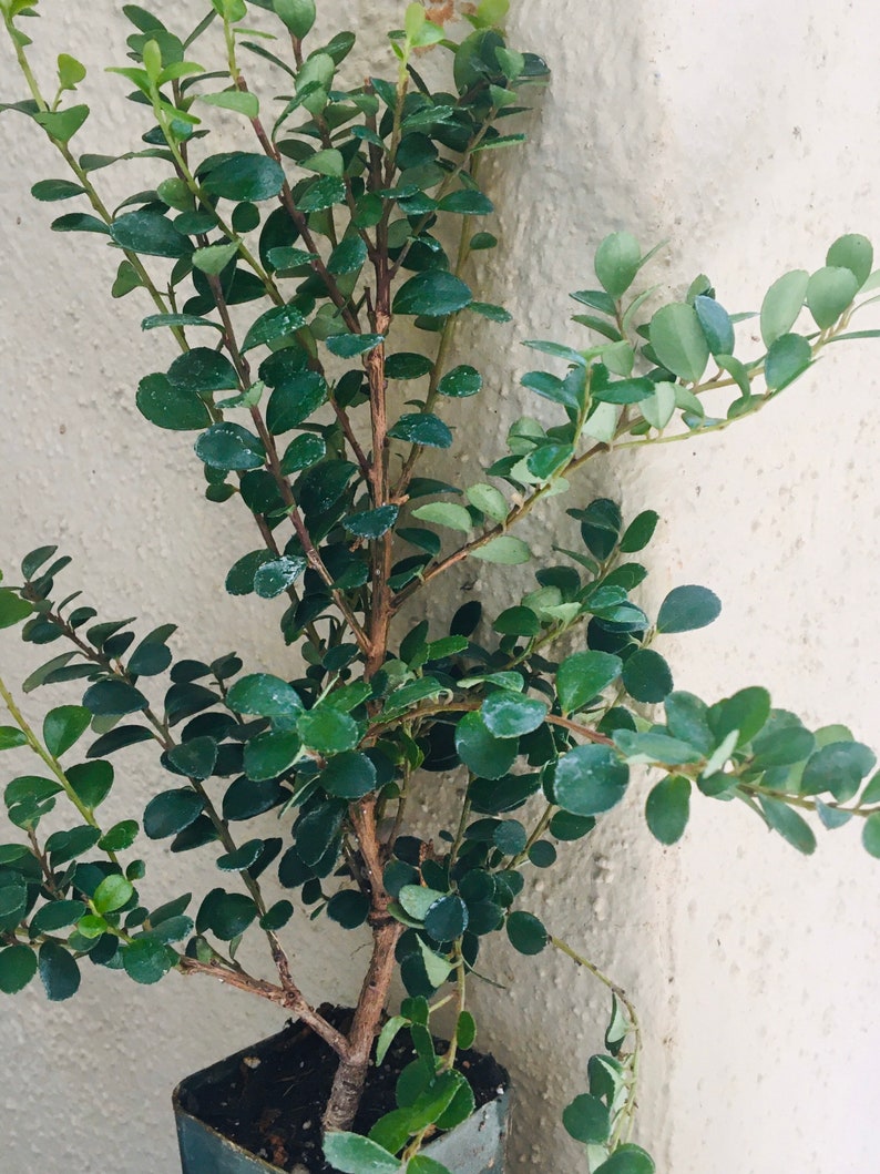 Myrsine Africana African Boxwood 2 inch pot | Etsy