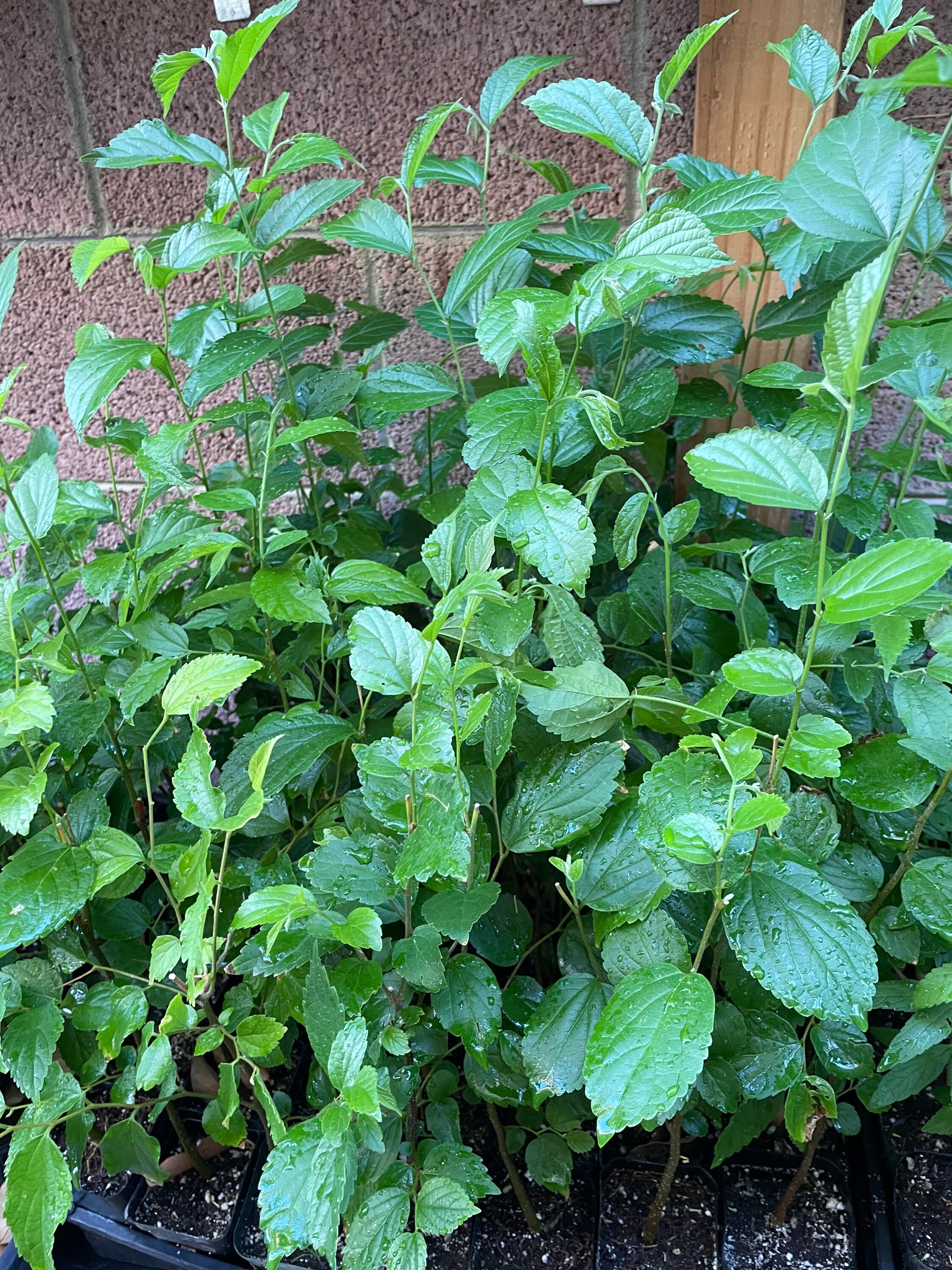Japanese Hackberry Tree celtis Sinensis 2 Pot - Etsy