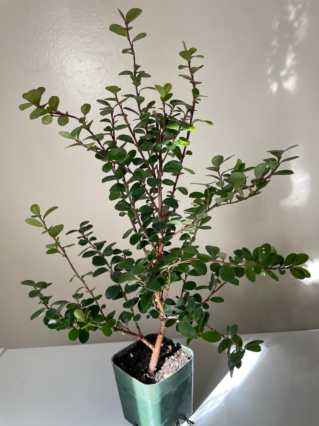 Myrsine Africana African Boxwood - 2 Inch Pot - Etsy