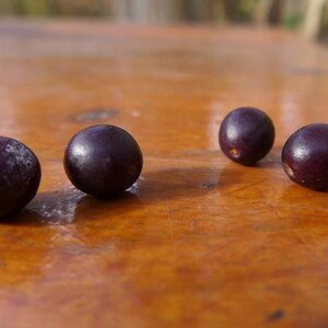 Japanese Hackberry Tree celtis Sinensis 2 Pot - Etsy