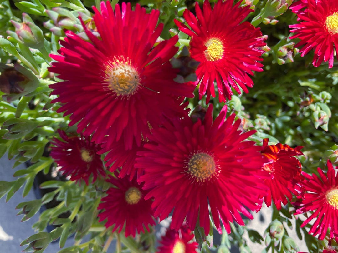Red/hot Pink Ice Plant - Live Rooted Stem - Etsy