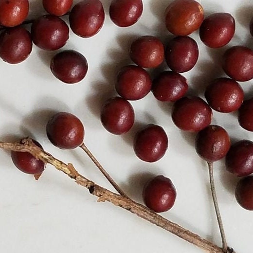 Japanese Hackberry Tree celtis Sinensis 2 Pot - Etsy