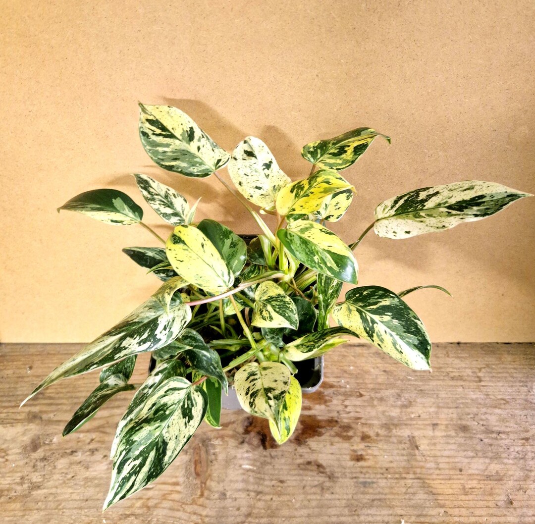 Philodendron Emerald Ice Aurea | Emerald Queen | Variegated ...