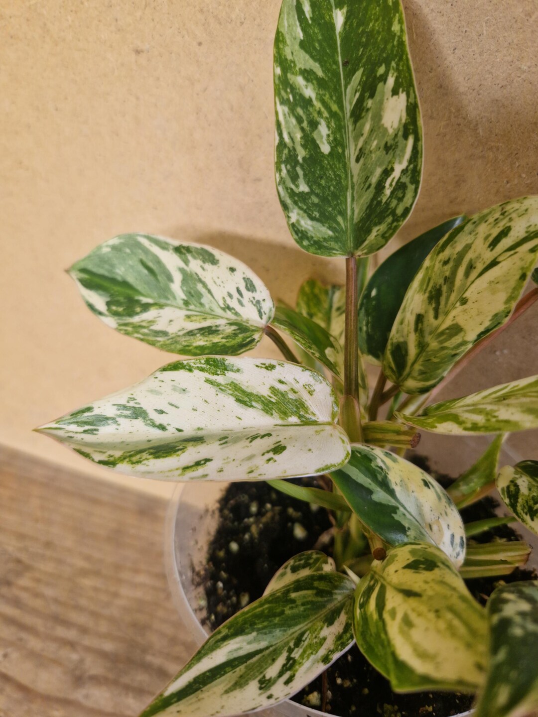 Philodendron Emerald Ice Aurea | Emerald Queen | Variegated ...