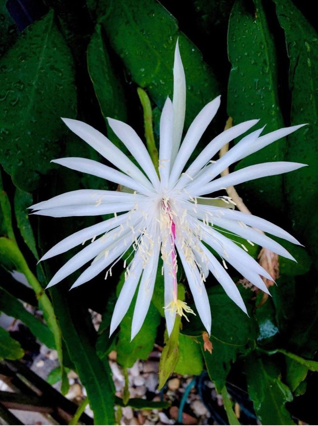 Epiphyllum Hookeri - Rare Hooker's Orchid Cactus Cutting Queen of the ...