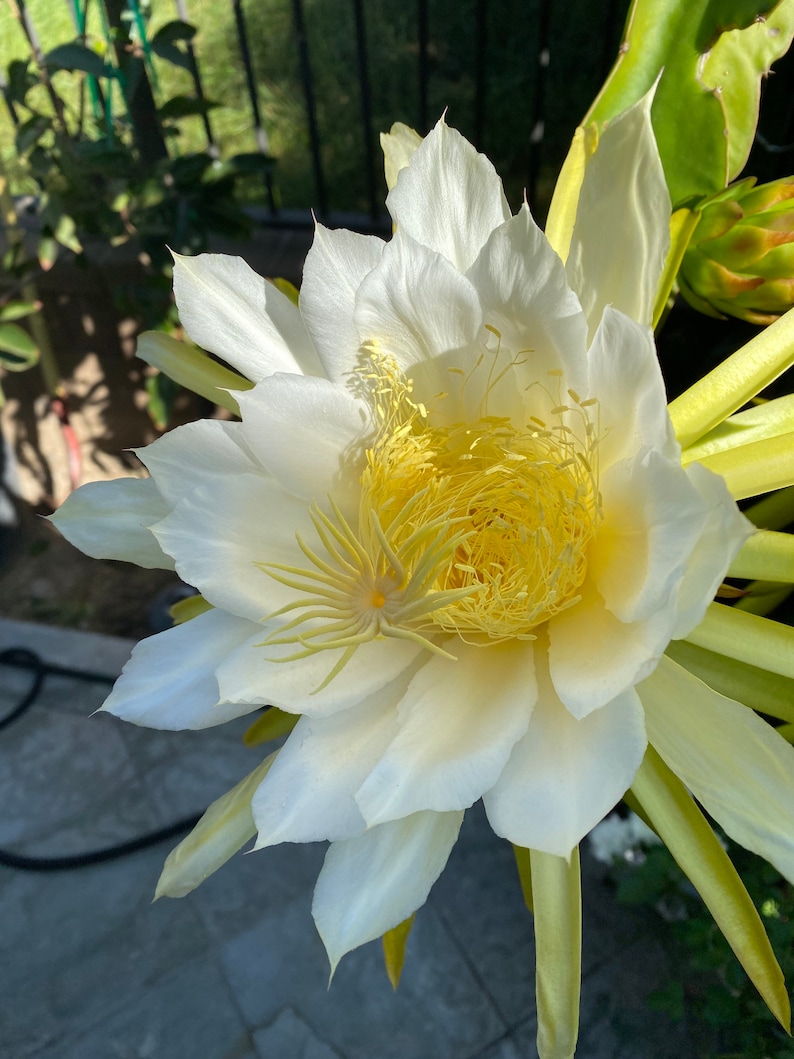 Epiphyllum Dragon Fruit Cactus Plant Orchid Cactus Plant - Etsy