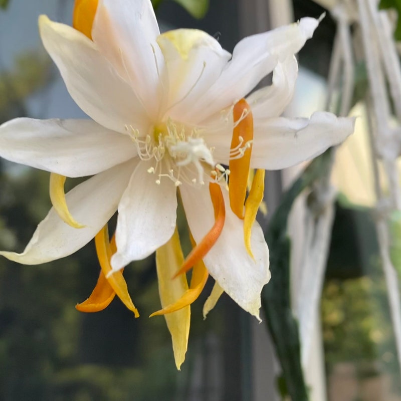 Ric Rac Cactus - Etsy