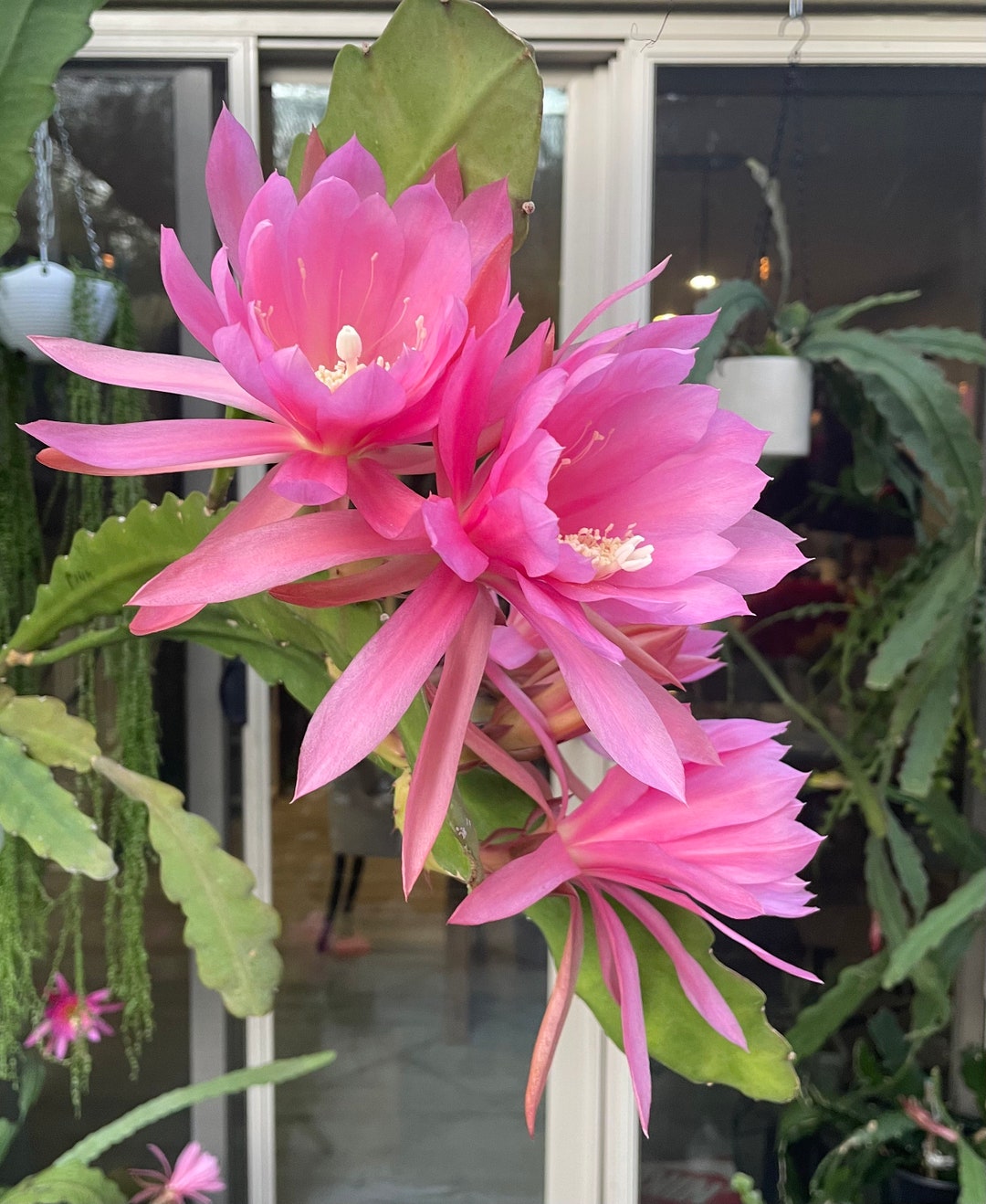 Epiphyllum Cactus Super Big Pink Epi Bloom Flower (1 Cutting) Queen of ...