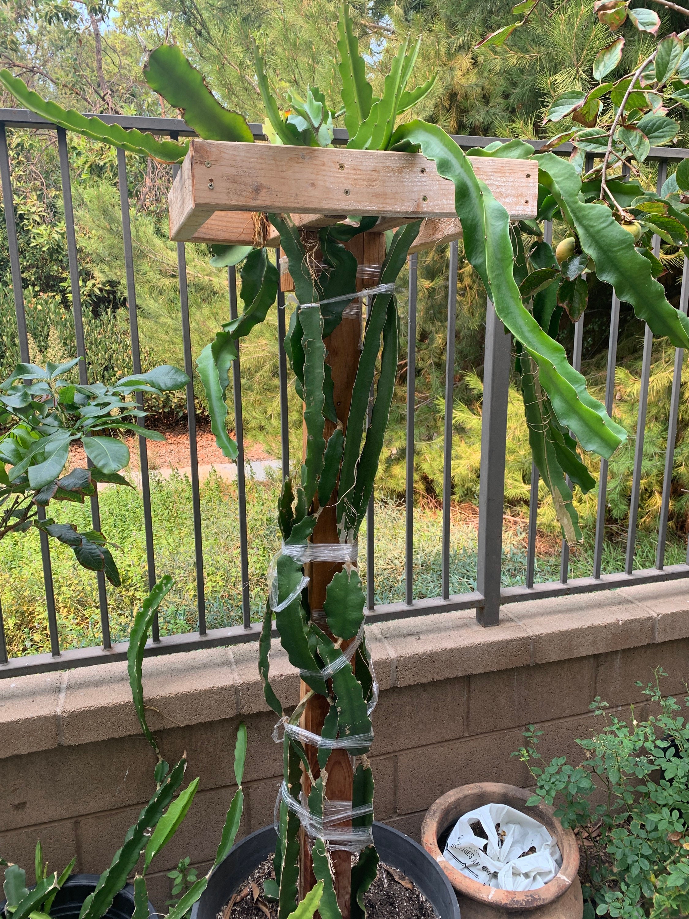 Dragon Fruit Plant Trellis