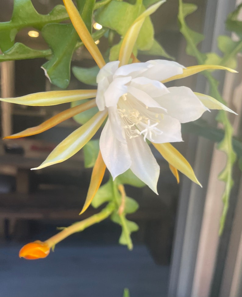 Fishbone Cactus Ric Rac Zig Zag of Epiphyllum Beauty - Etsy