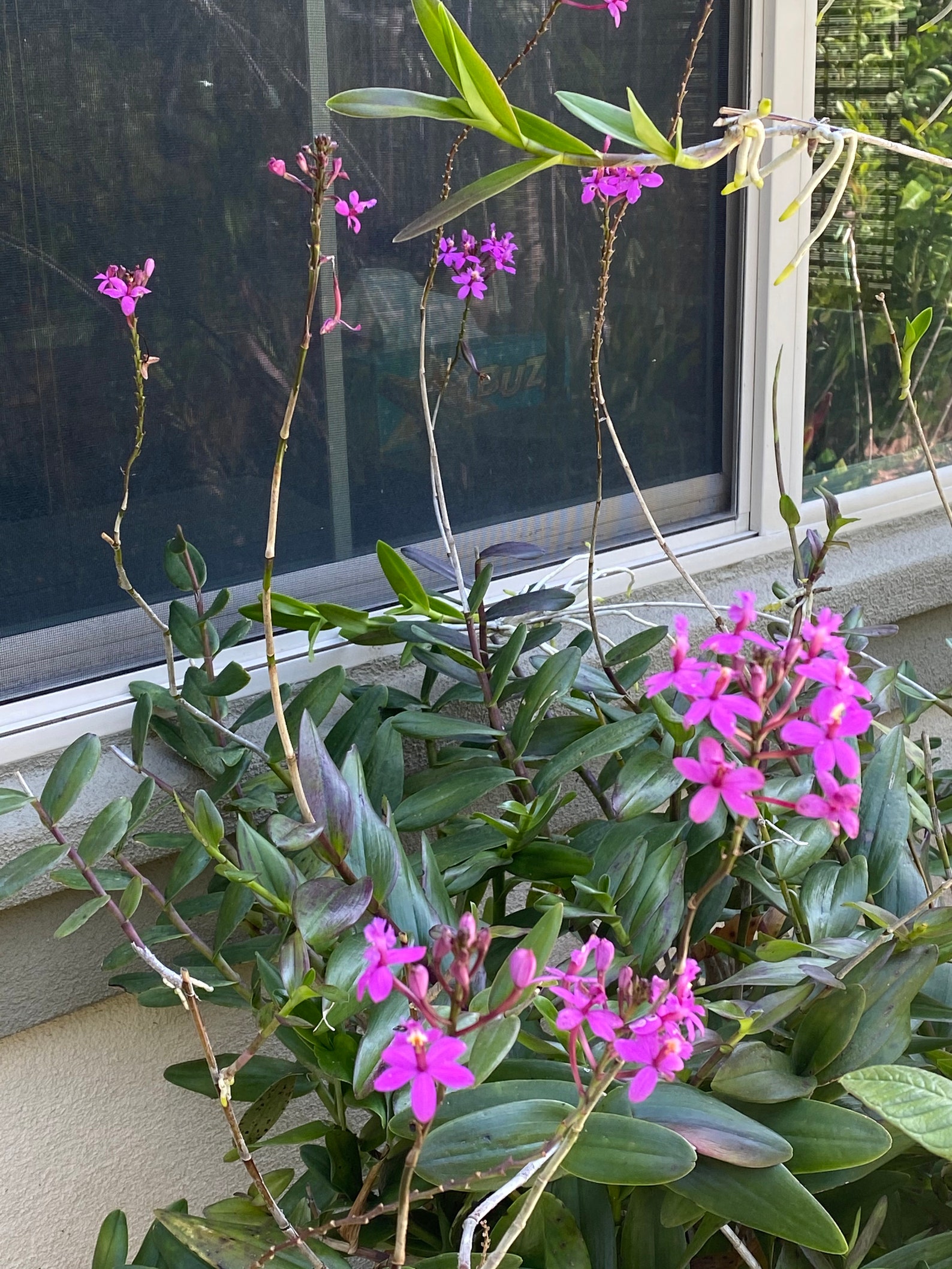 Epidendrum Orchid Plants - Etsy