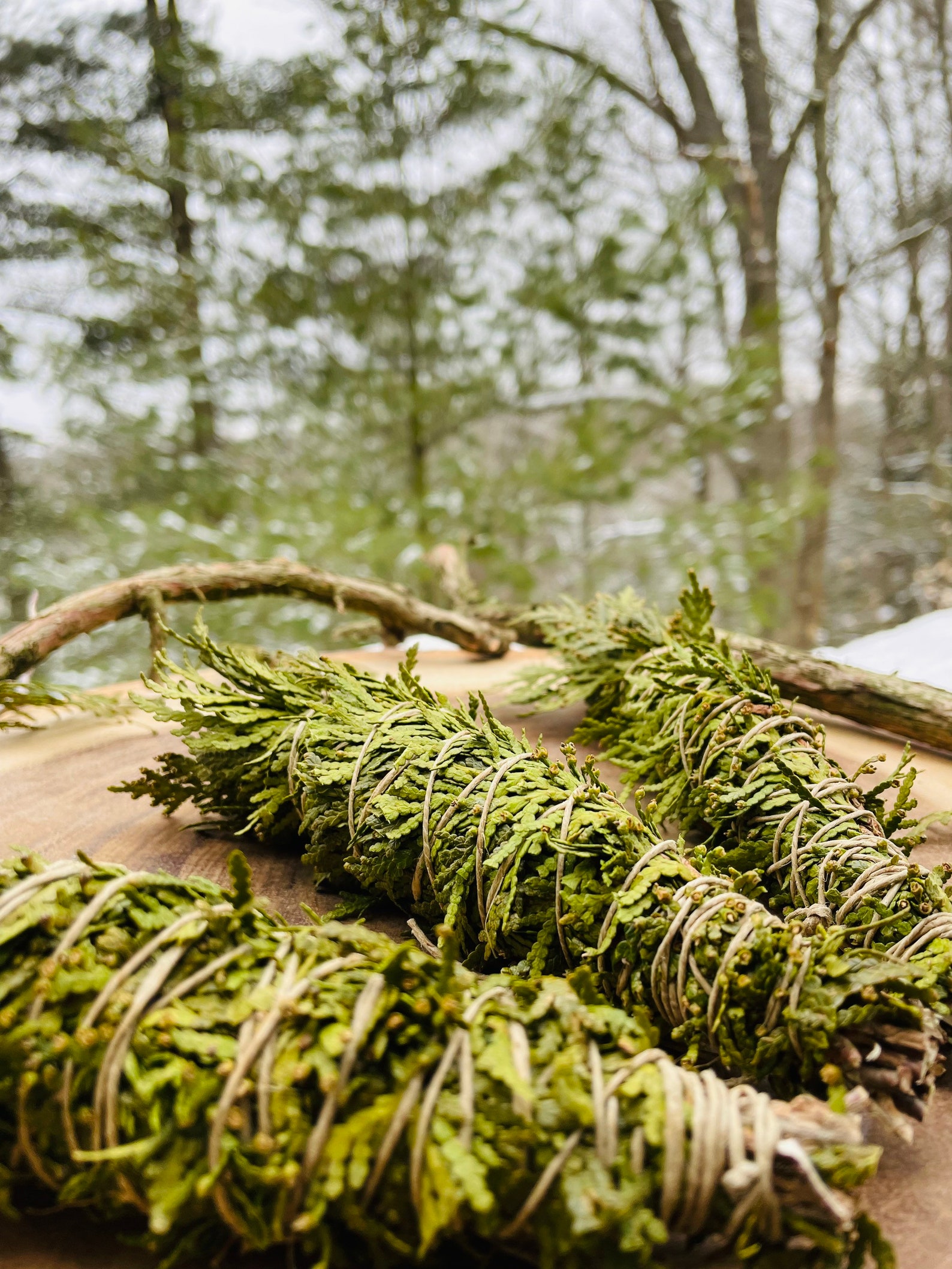 Natural Cedar Incense Bundle, Wild Foraged Northern White Cedar, Smoke ...