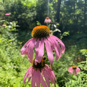 Wildflower Seed Bombs, Handcrafted Seed Ball for Bees, Pollinator ...