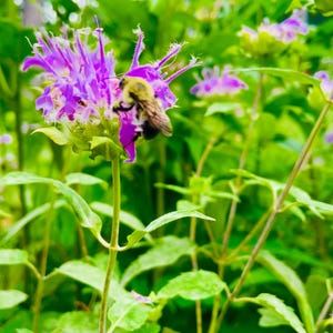 Wildflower Seed Bombs, Handcrafted Seed Ball for Bees, Pollinator ...