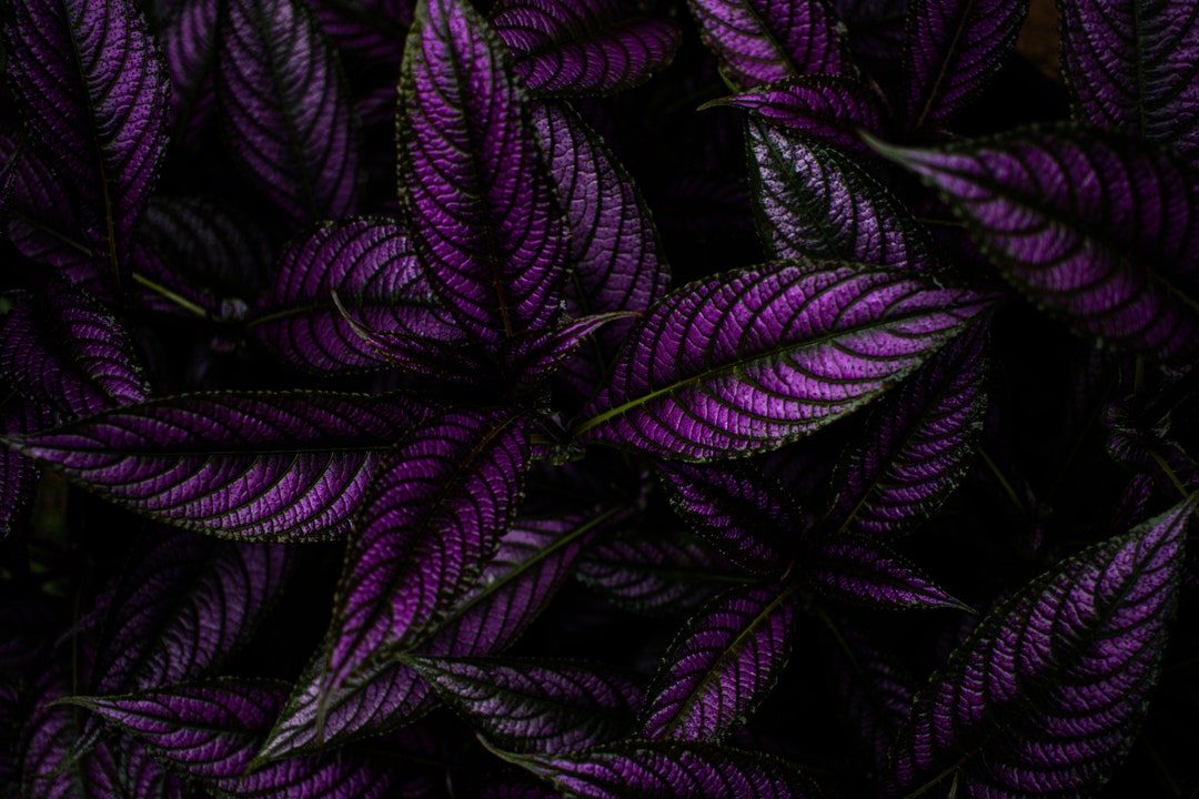 Purple Leaf Digital Print - Etsy