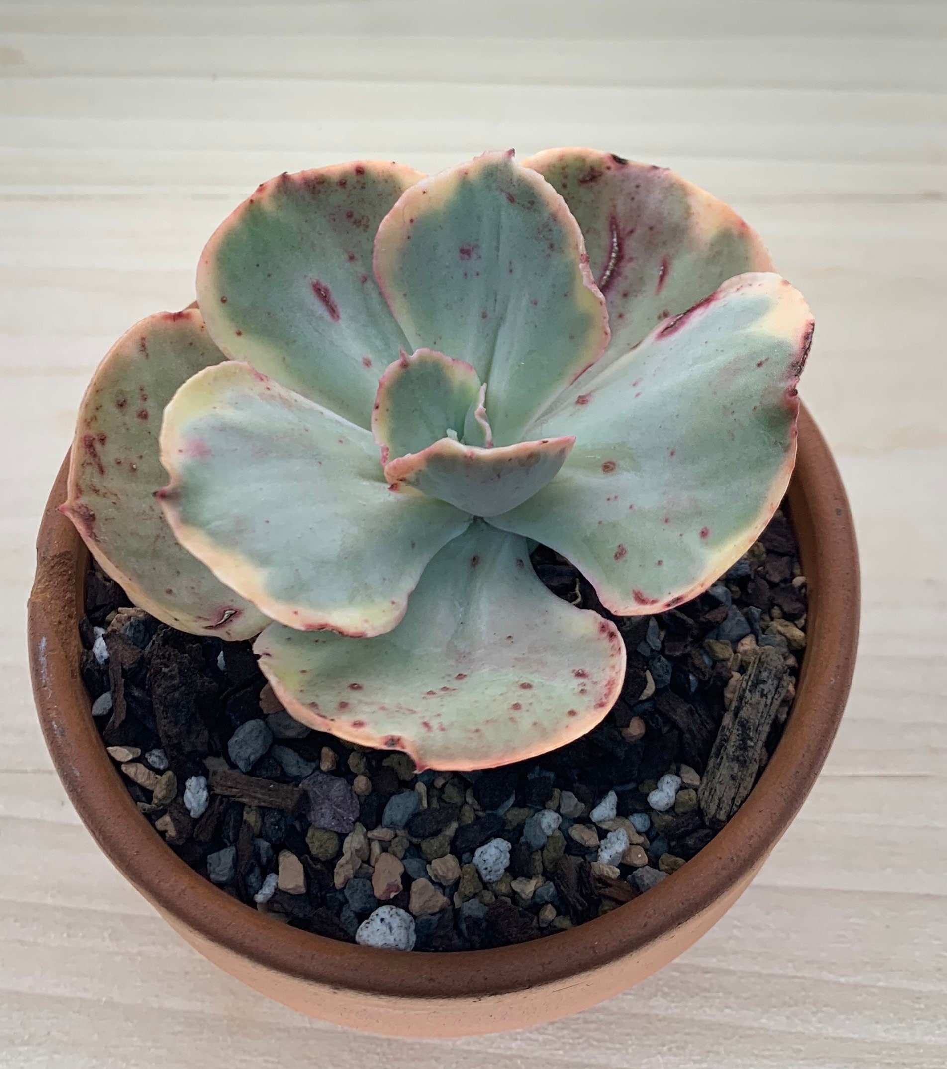 Echeveria Ice Love Variegata Rare Korean Import Home & Living ...