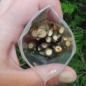 Juniper Wood, Eastern Red Cedar, Cedar Sticks, Real Wood Craft Sticks ...