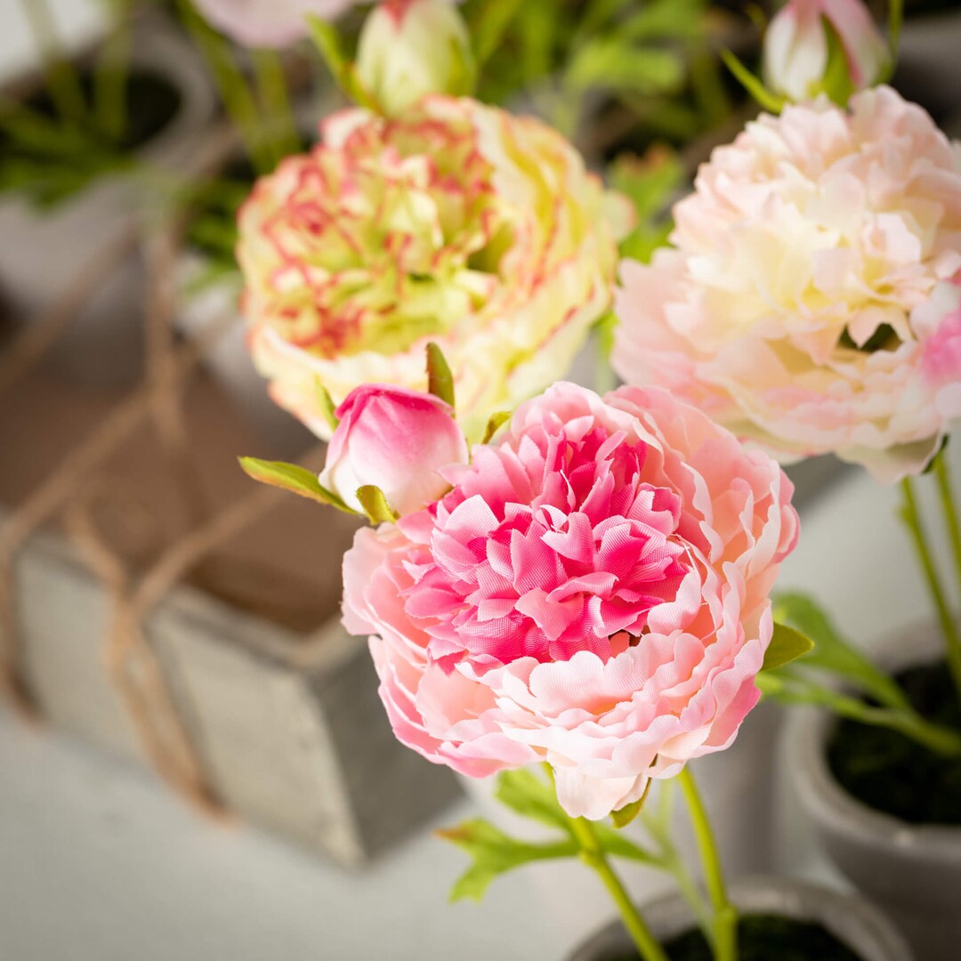 Silk Ranunculus Single Potted 3 Colors - Etsy