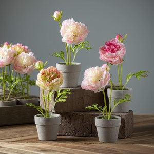 Silk Ranunculus Single Potted 3 Colors - Etsy