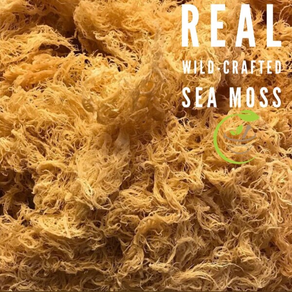 Wild Crafted Irish Moss - Etsy