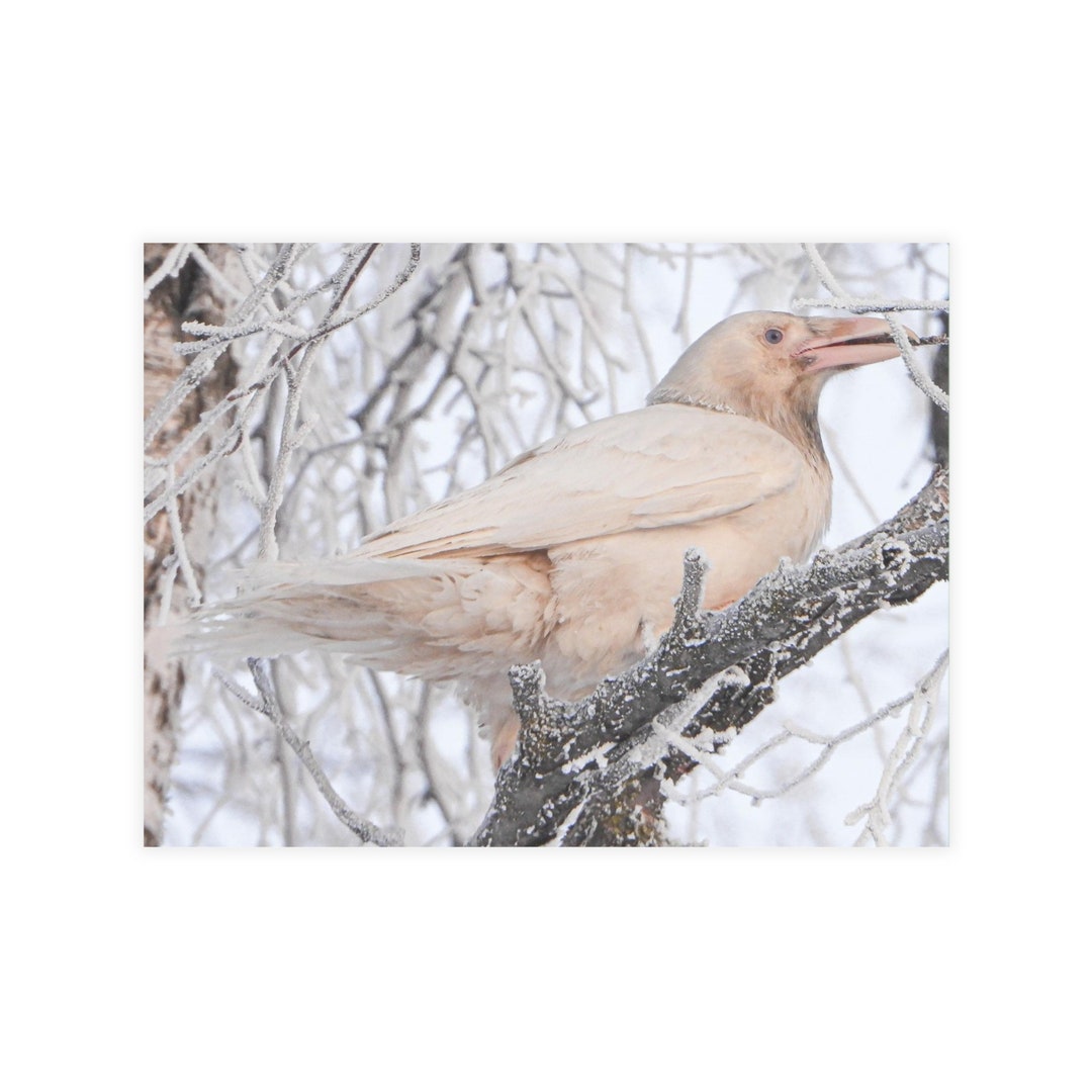 White Raven Playing With a Stick - Etsy