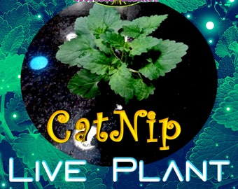 Catnip LIVE Plant Start Nepeta Cataria 4 Pot - Etsy
