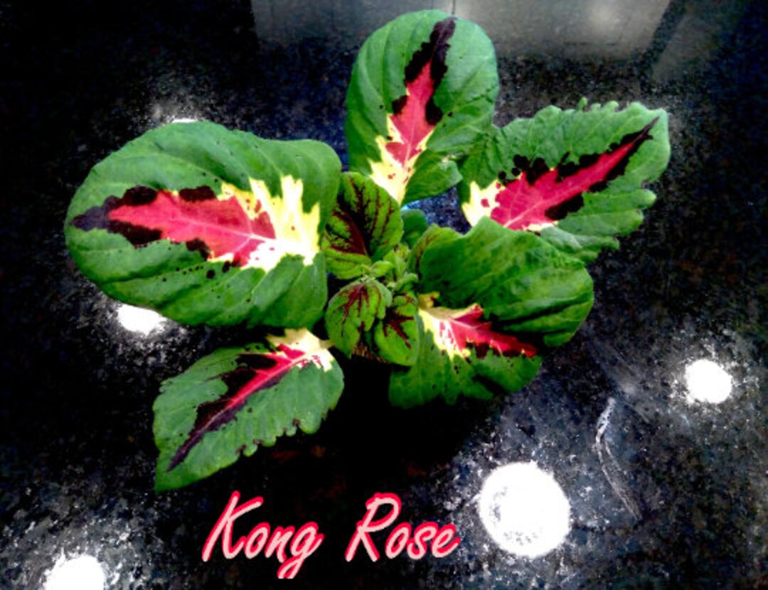 Coleus 'kong Rose' Live Plant - Etsy