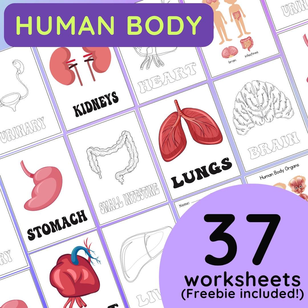 Human Body Systems Printable Worksheets – Educational Resource for Kids ...