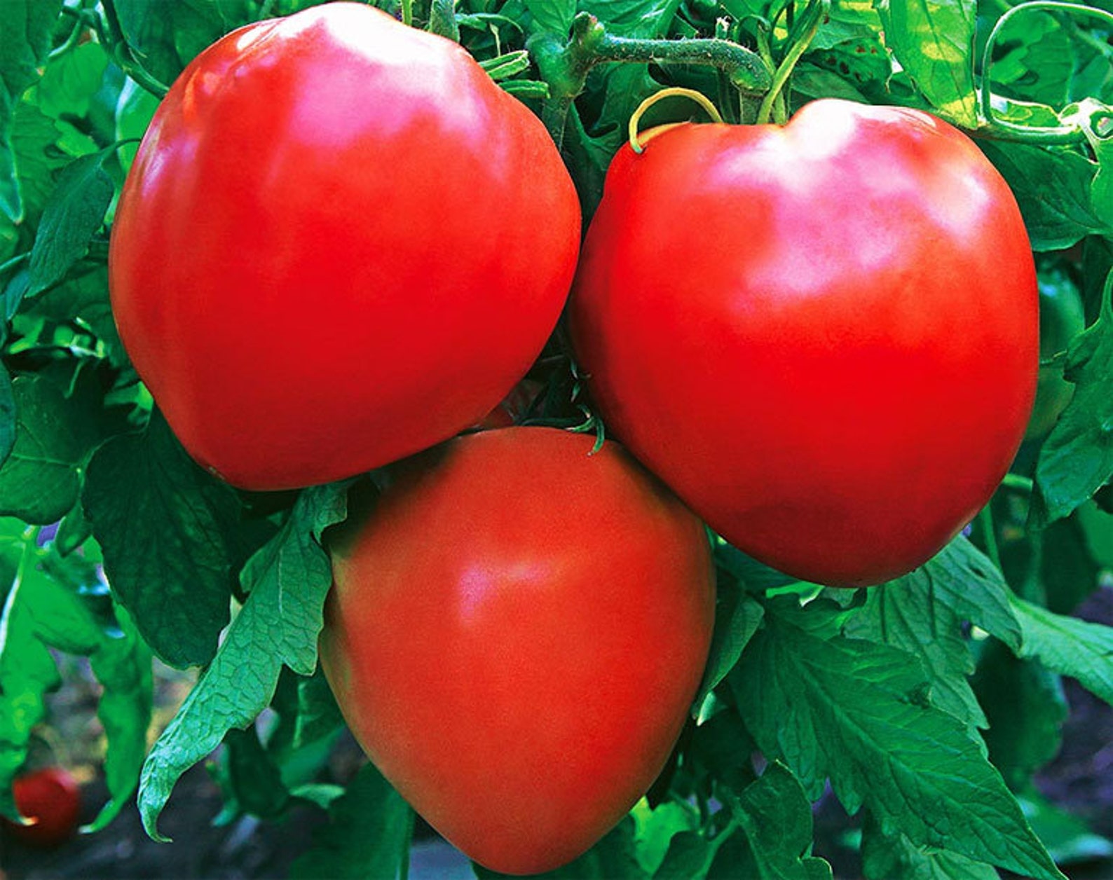 Bull's Heart Tomato Seeds Tomato Bovine Heart Pink 1 Pack | Etsy