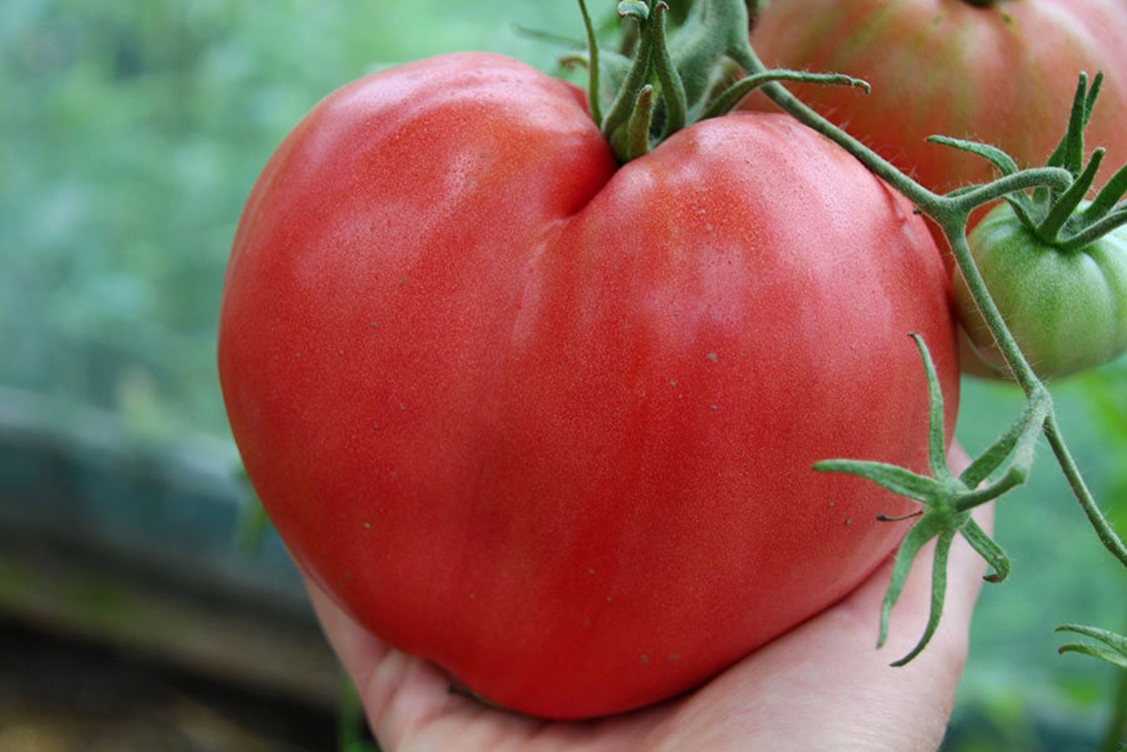 Bull's Heart Tomato Seeds Tomato Bovine Heart Pink 1 Pack | Etsy