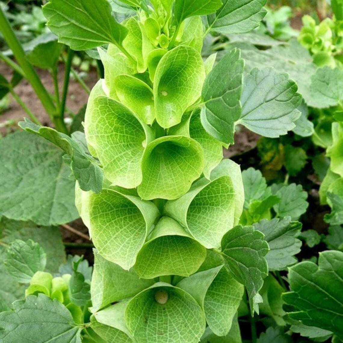 Molucella Seeds Organic NON GMO flower irish bells bells of | Etsy