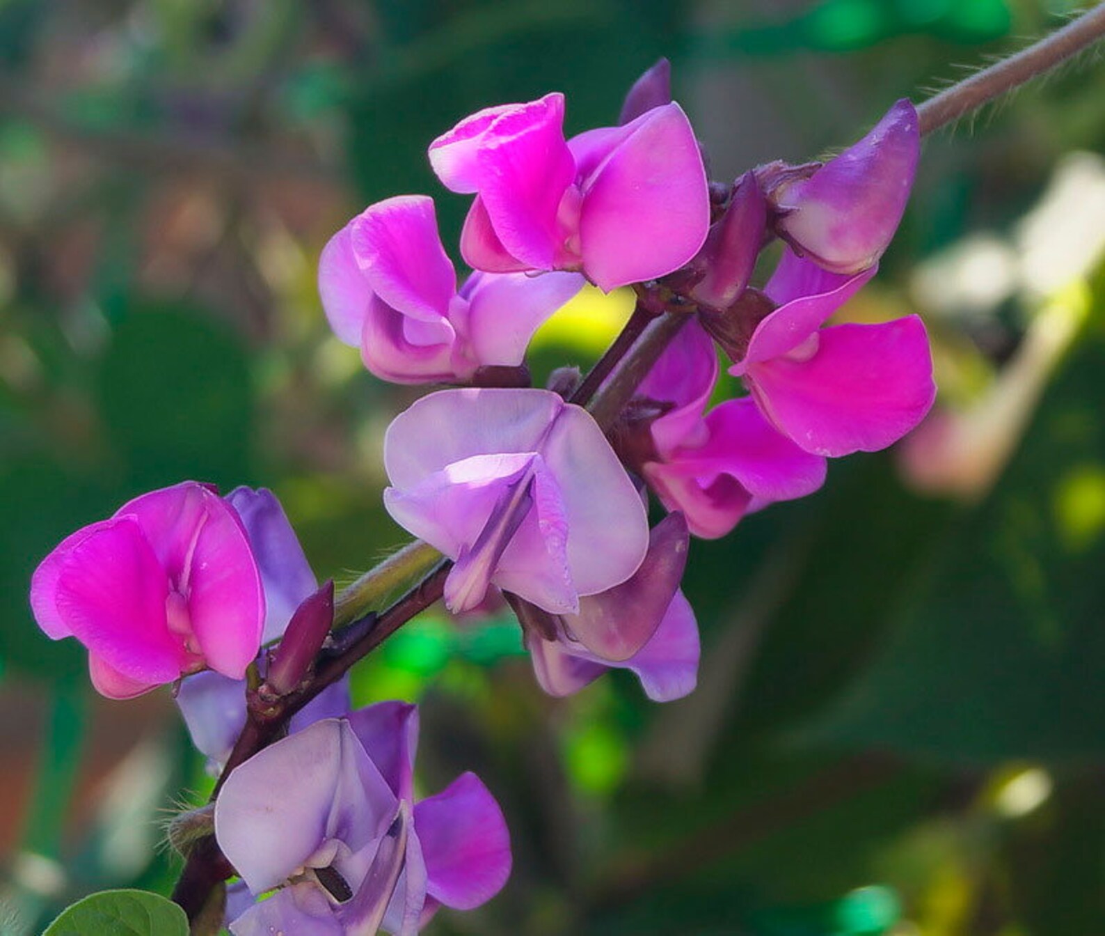 Lablab purpureus Seeds | Etsy