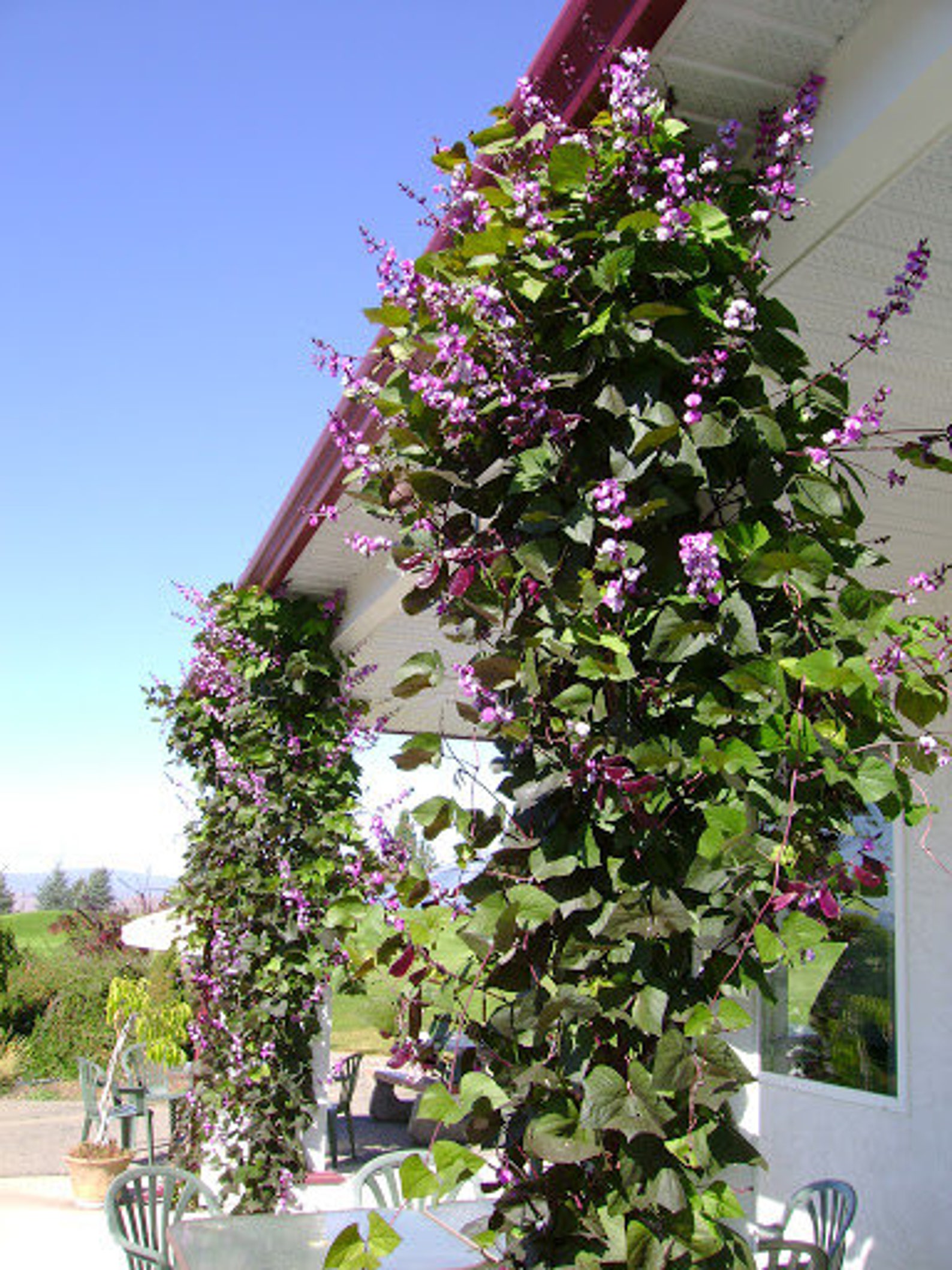 Lablab purpureus Seeds | Etsy