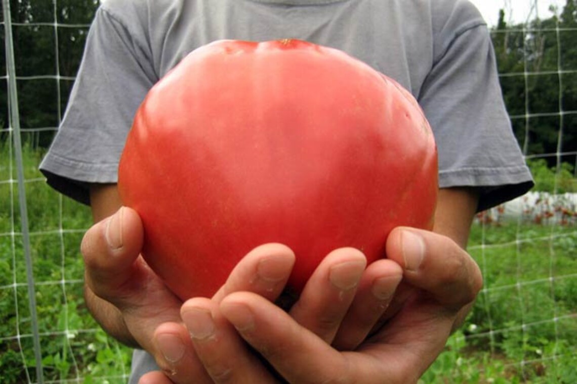 Bull's Heart Tomato Seeds Tomato Bovine Heart Pink 1 Pack | Etsy