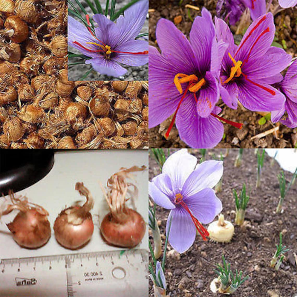 Saffron Bulbs Organic Non Gmo Crocus Sativus Saffron Bulbs | Etsy
