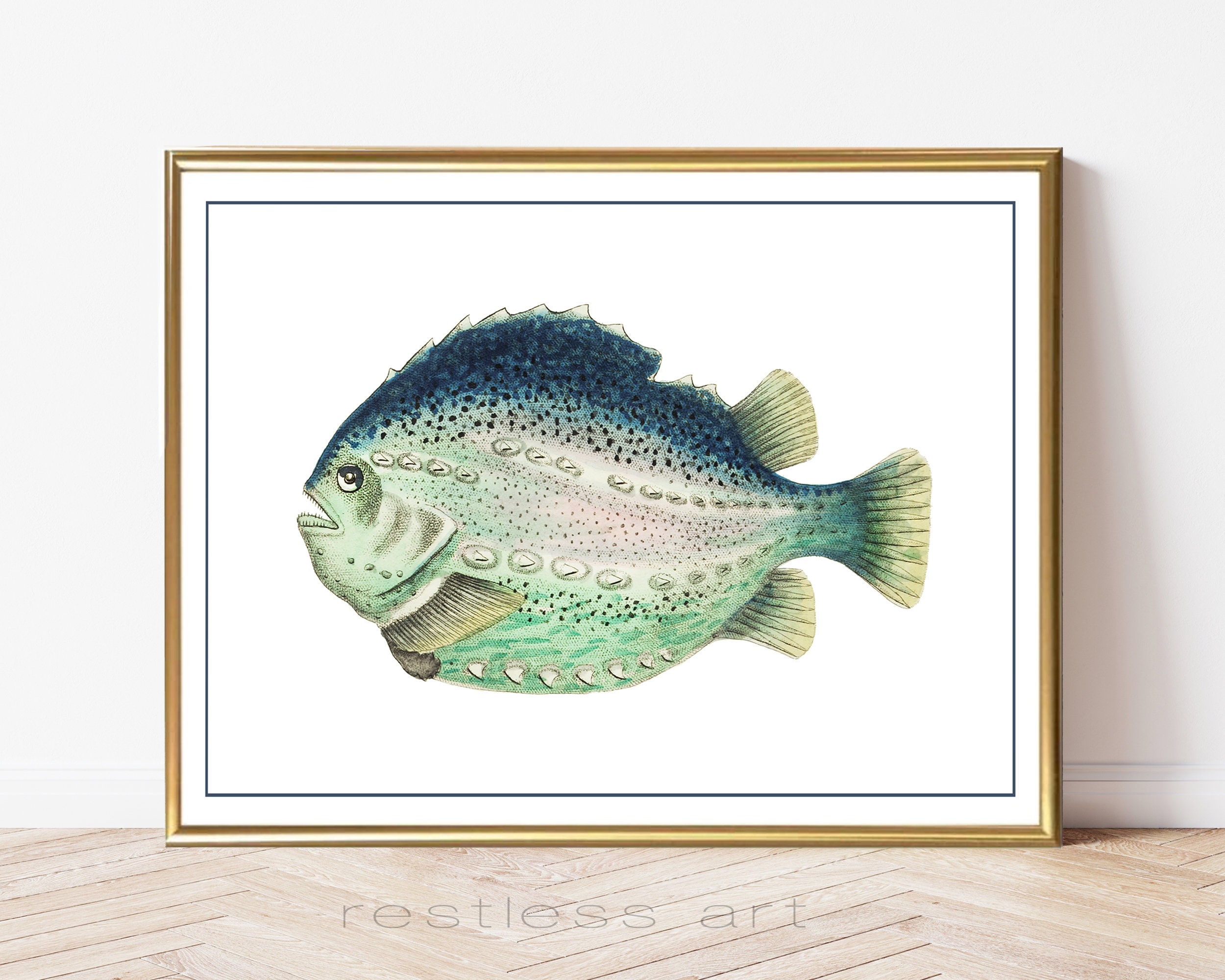 Puffer Fish Vintage Art | Natural History Illustration, Coastal Art ...