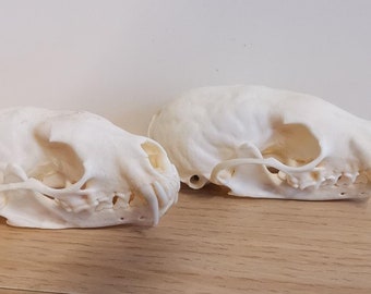 Schedel | Etsy Nederland