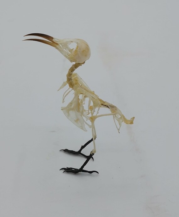 Real Skeleton Sunbird Real Skeleton Sunbird Taxidermy - Etsy