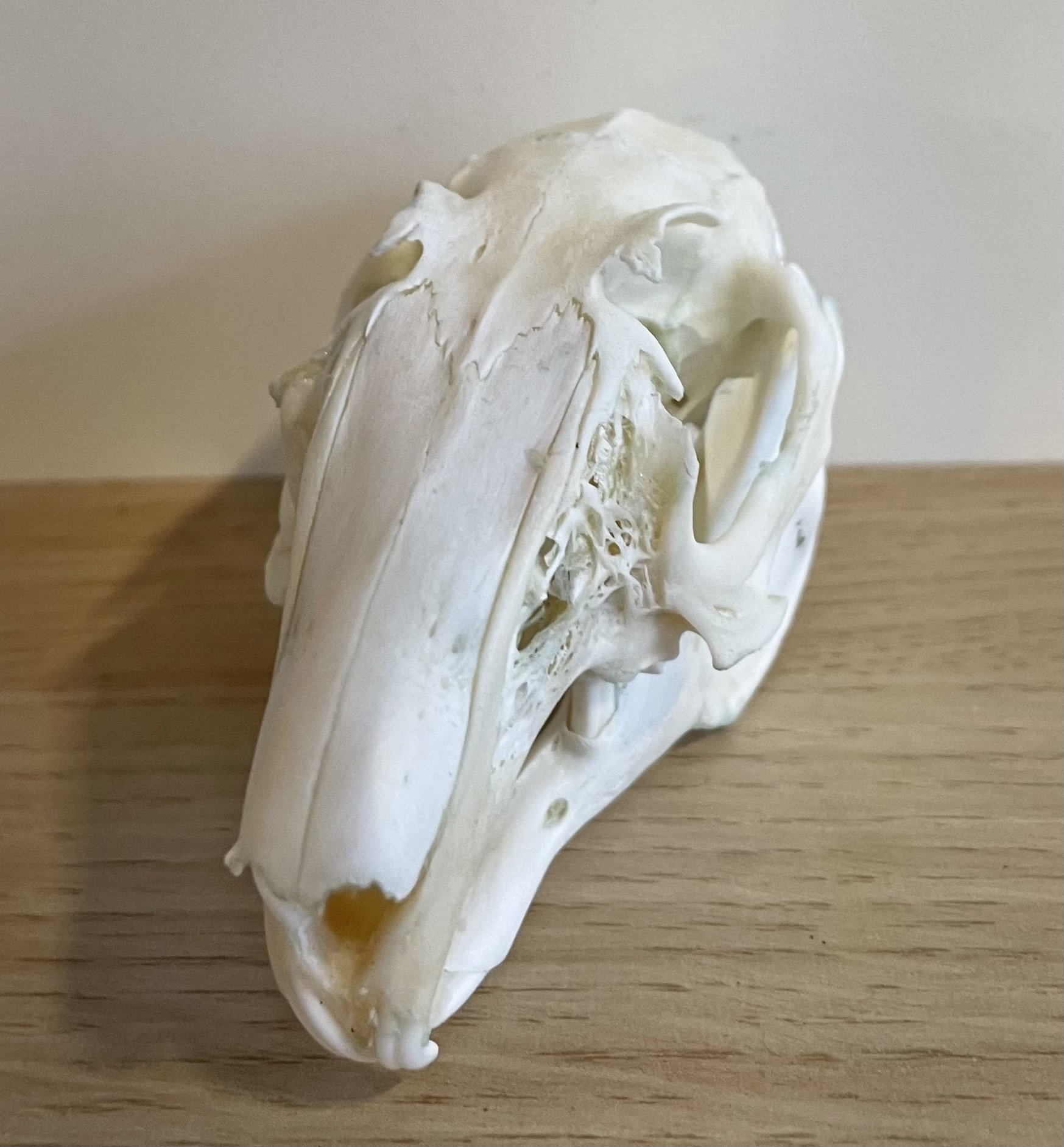 Real Skull Rabbit Real Skull Rabbit Oryctolagus Cuniculus - Etsy