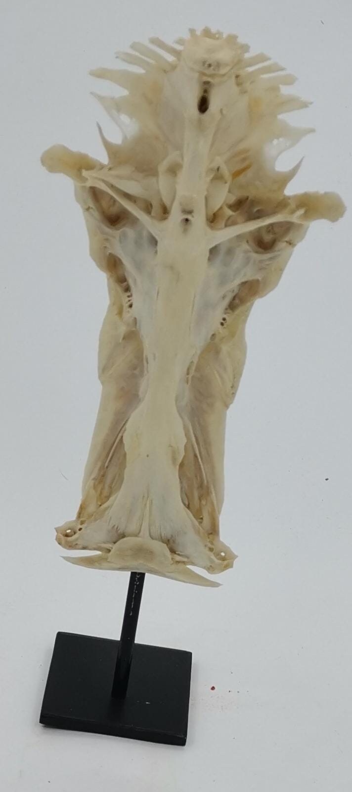 Hardhead Catfish Skull