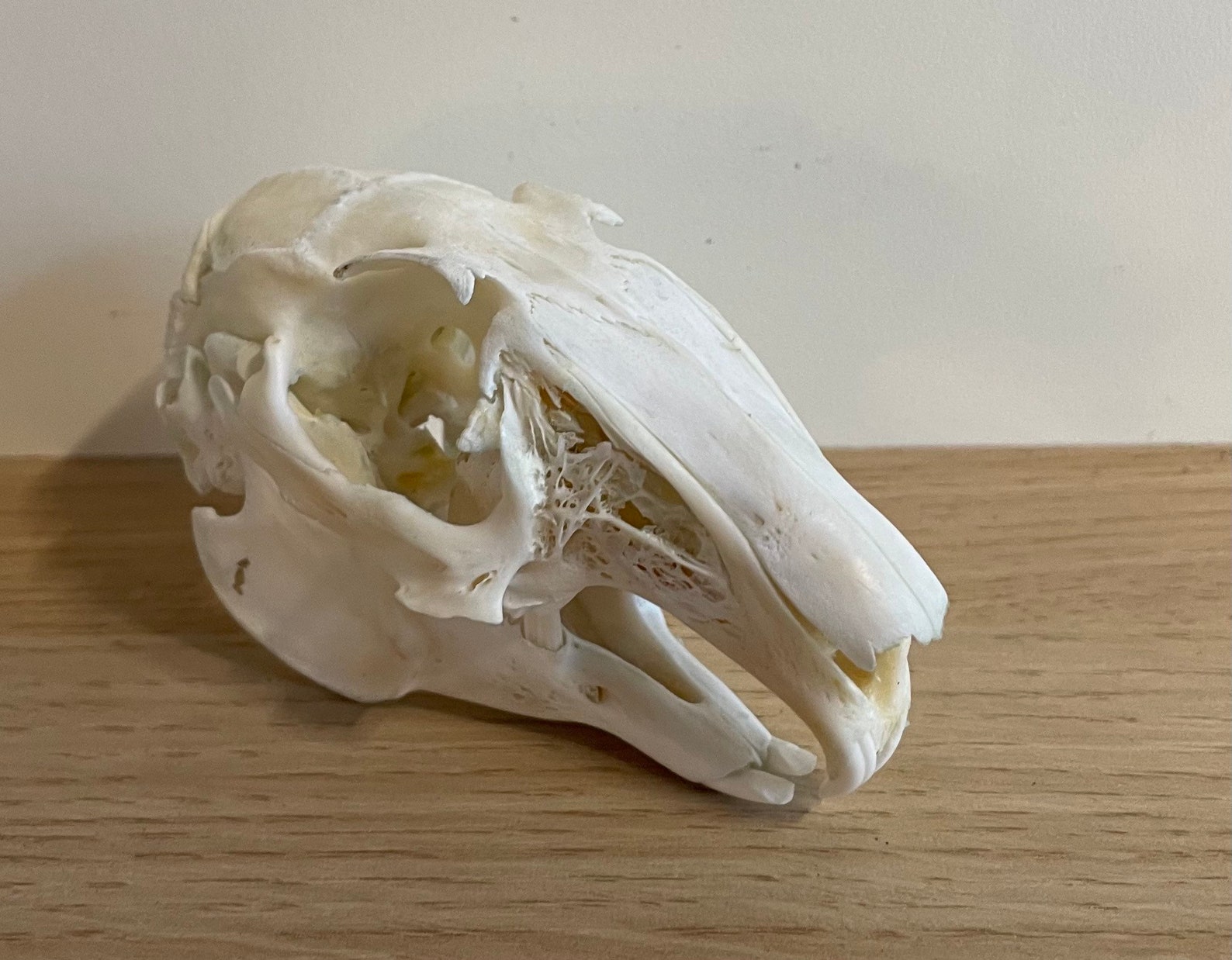 Real Skull Rabbit Real Skull Rabbit Oryctolagus Cuniculus - Etsy