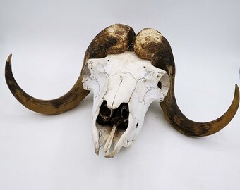 Musk Ox Skull - Etsy
