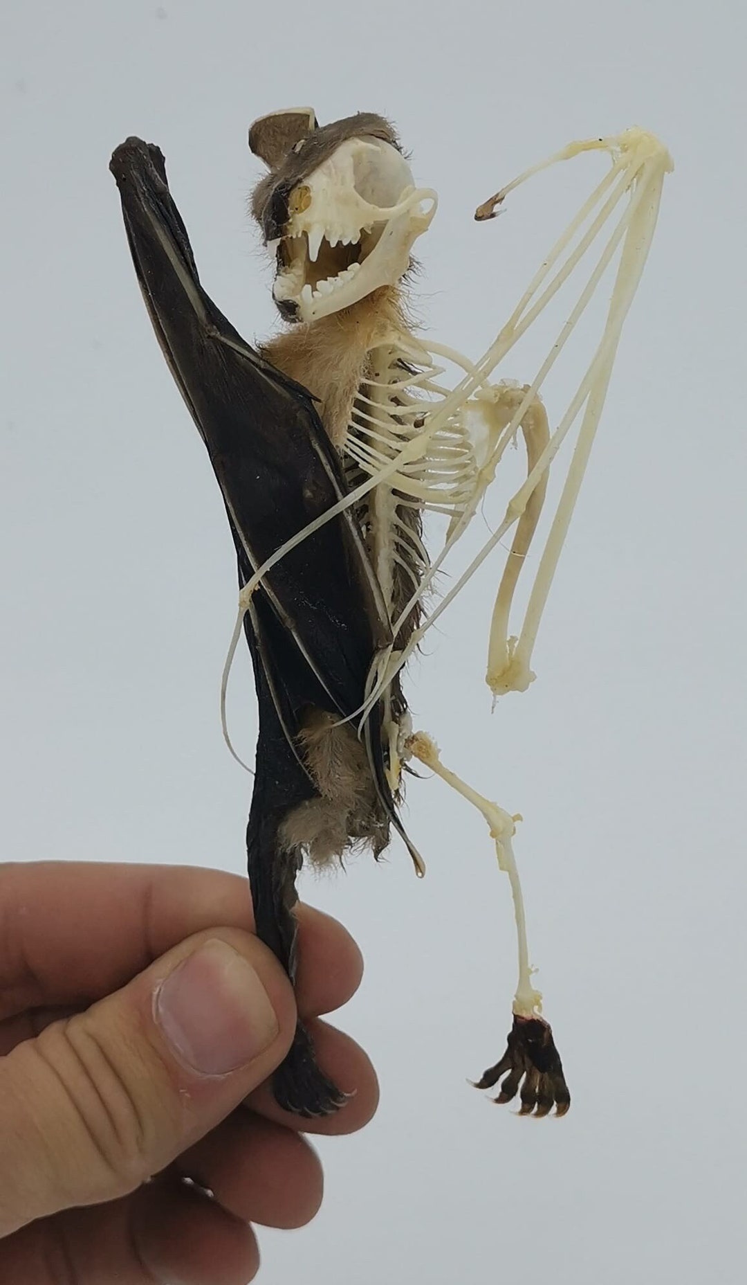 Real Bat Skeleton/skin Taxidermy Real Bat Skeleton/skin - Etsy
