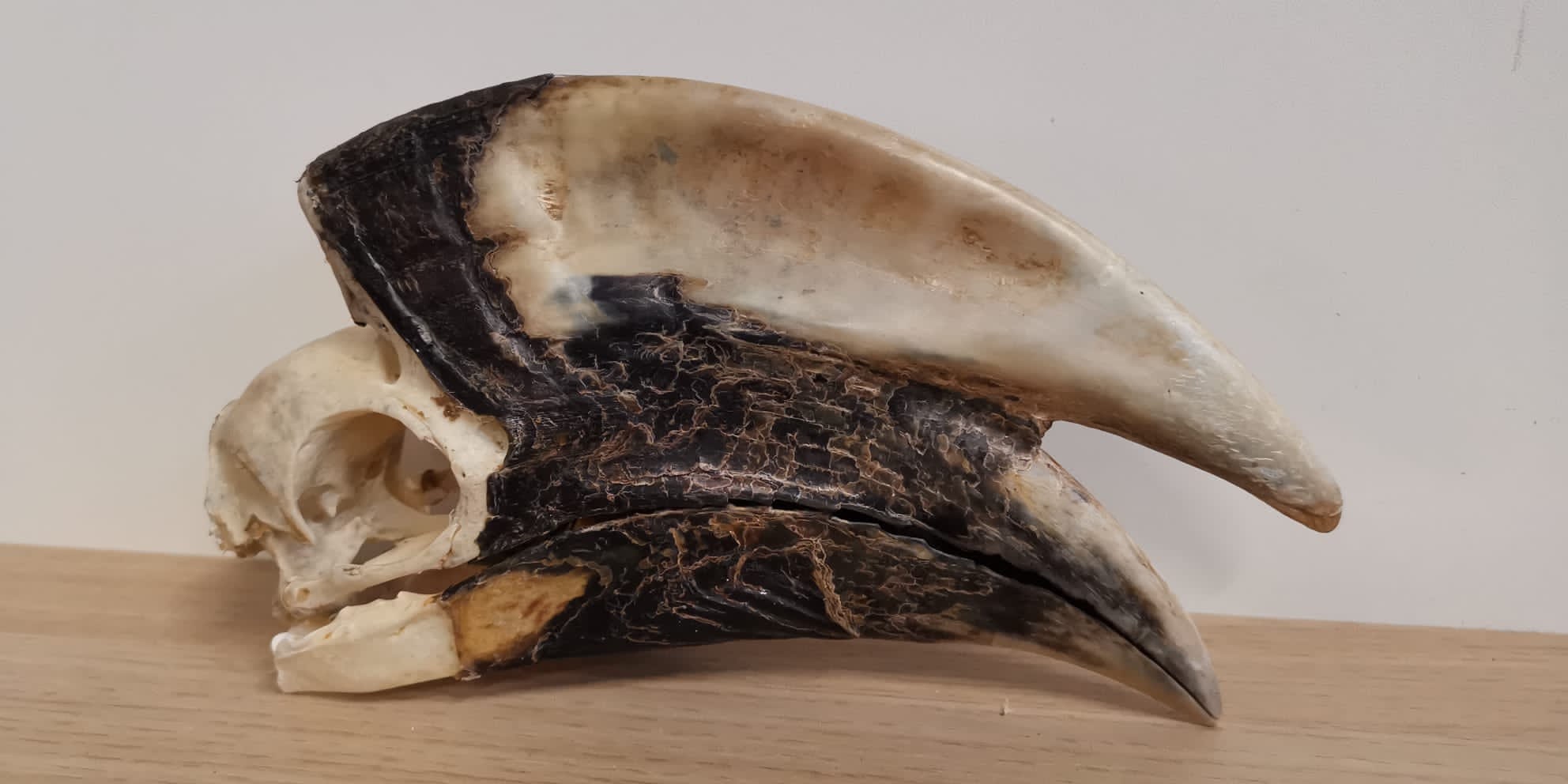 Taxidermy & Curiosities Home & Living Goya Oil Paint on Falabella Skull ...