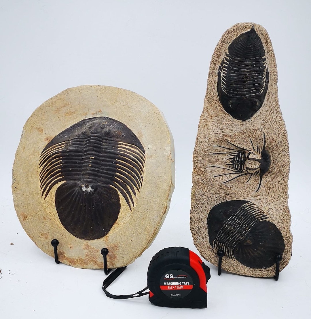 Replica Trilobite Fossiles Taxidermy - Etsy